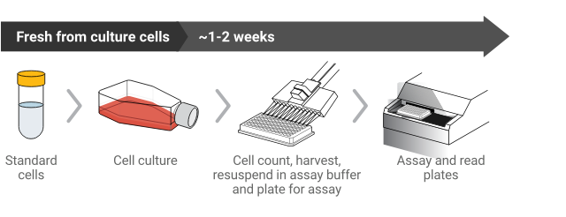Cell-based functional bioassays for antibodies targeting BCMA & B7-H3