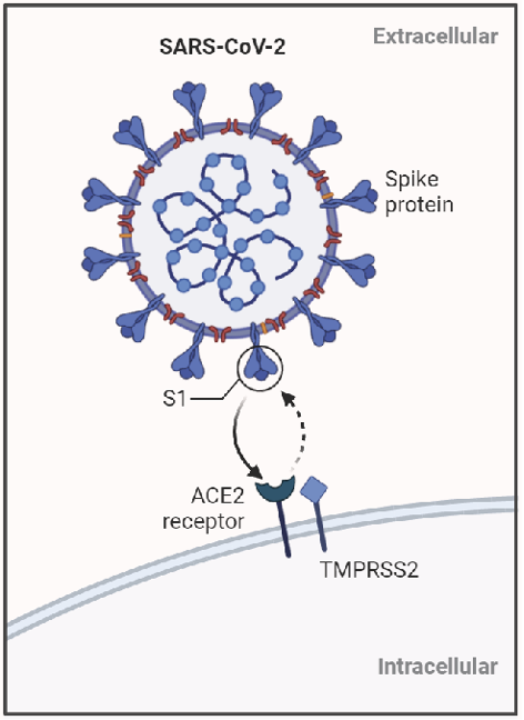 Upfront Blocking Assay to Discover Neutralizing Anti-SARS-CoV-2 Antibodies