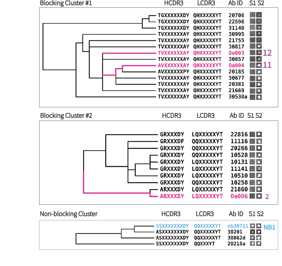 Upfront Blocking Assay to Discover Neutralizing Anti-SARS-CoV-2 Antibodies