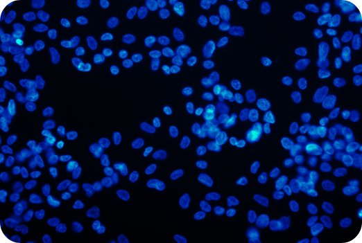 Home [singlecelltechnology.com]