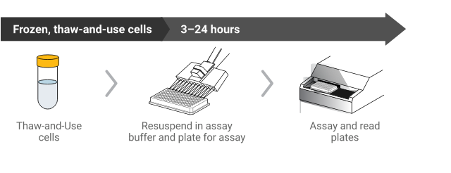 Cell-based functional bioassays for antibodies targeting BCMA & B7-H3
