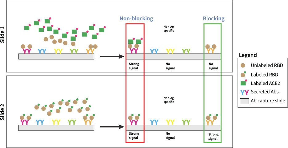 Upfront Blocking Assay to Discover Neutralizing Anti-SARS-CoV-2 Antibodies
